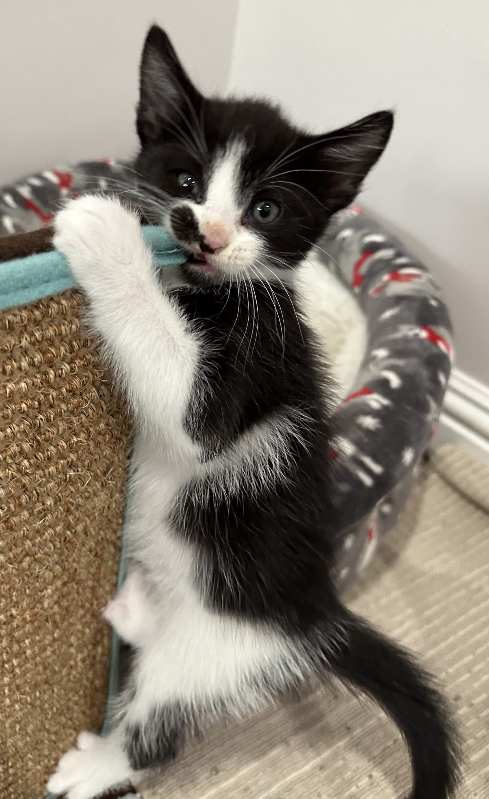 Adopt - Harleys Heart Kitten Rescue