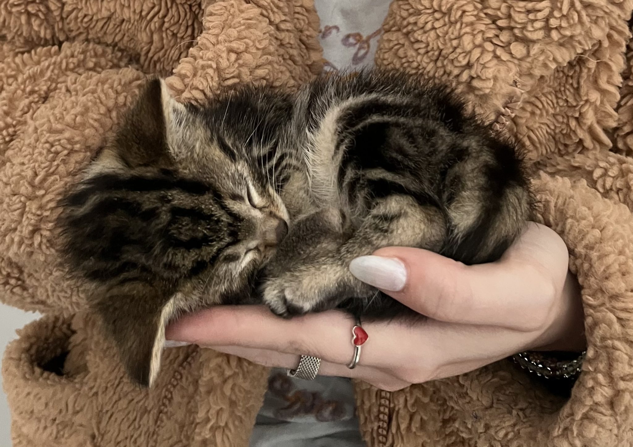 Home - Harleys Heart Kitten Rescue
